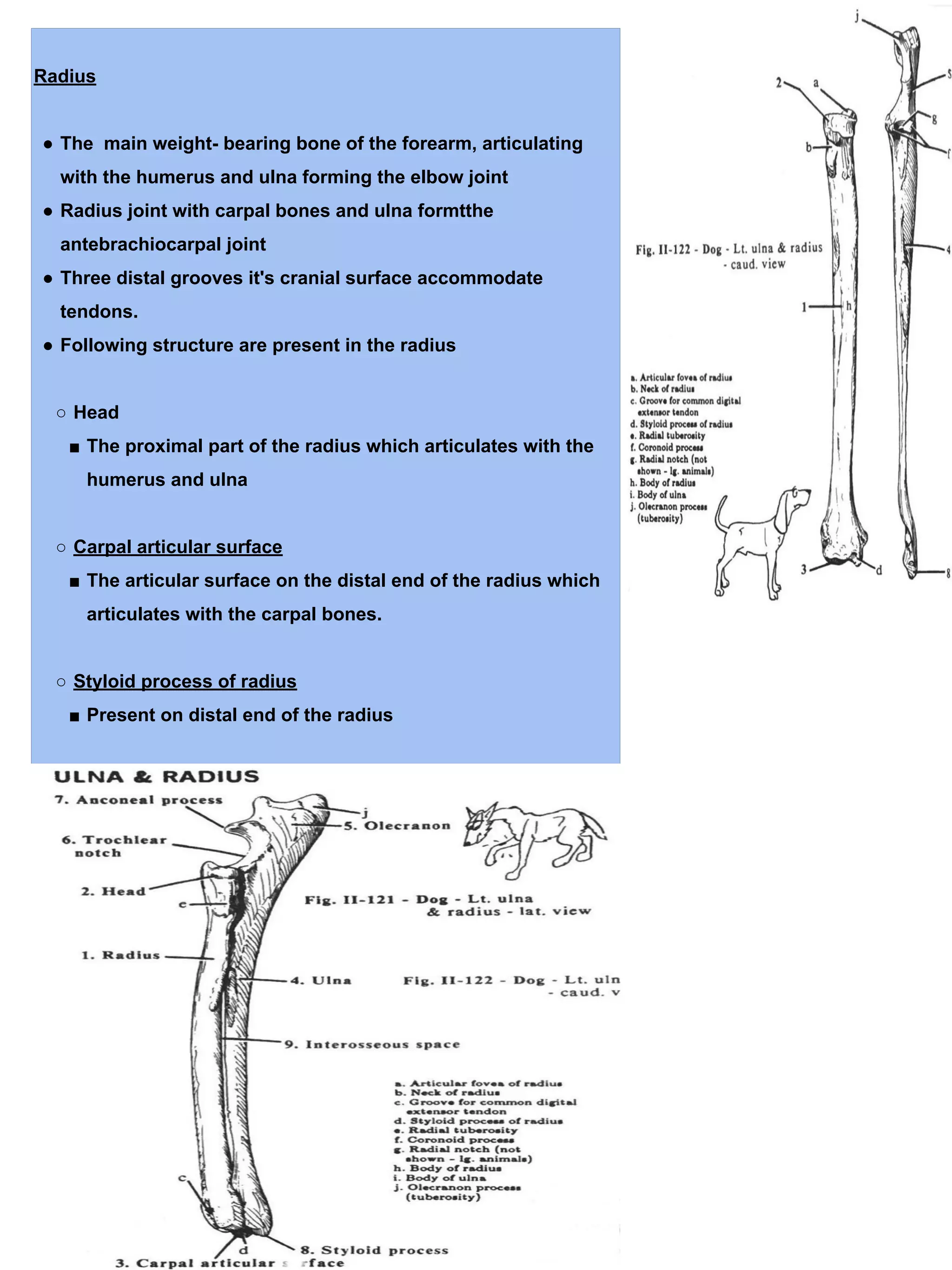 Bone of fore_limb | PDF