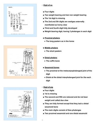 Bone of fore_limb | PDF
