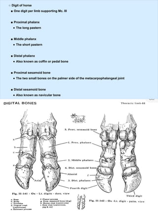 Bone of fore_limb | PDF