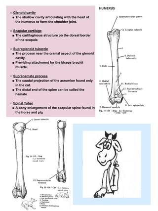 Bone of fore_limb | PDF