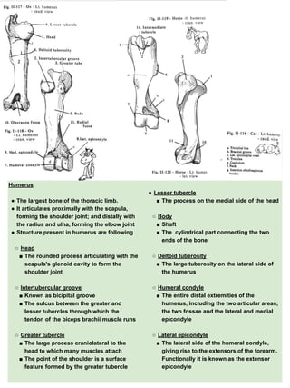 Bone of fore_limb | PDF