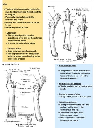 Bone of fore_limb | PDF