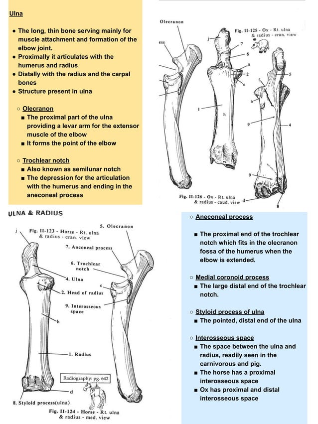 Bone of fore_limb | PDF