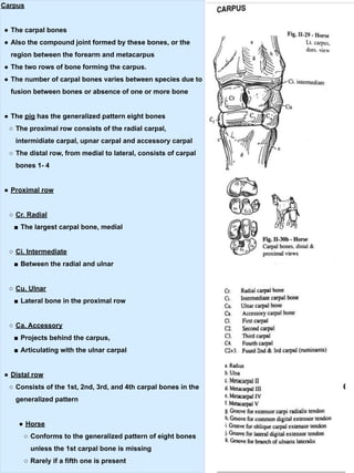 Bone of fore_limb | PDF