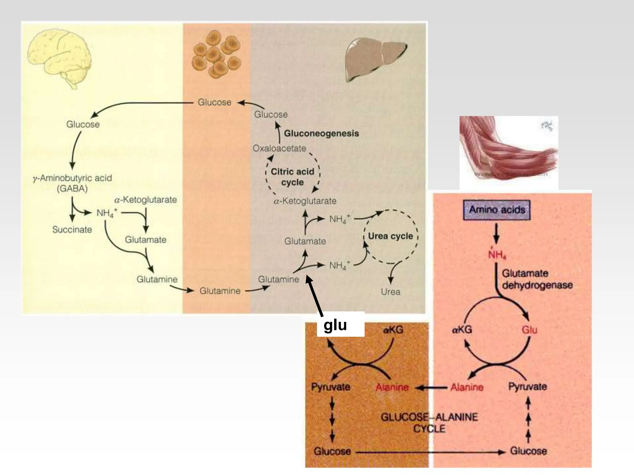 Urea Process Metabolism System Optimization RS -B-2.pdf