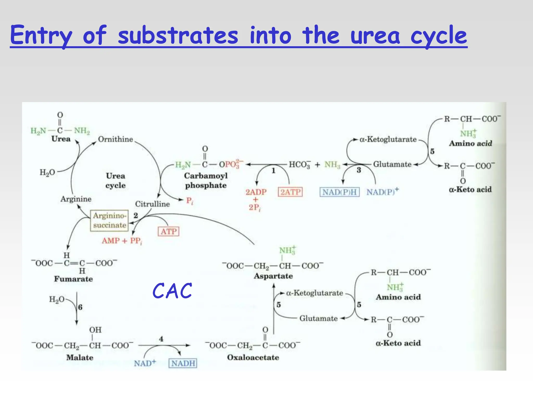 Urea Process Metabolism System Optimization RS -B-2.pdf