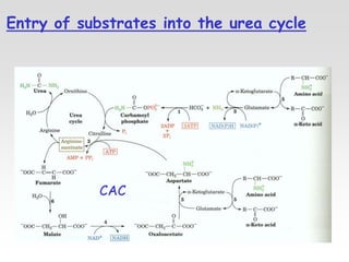 Urea Process Metabolism System Optimization RS -B-2.pdf