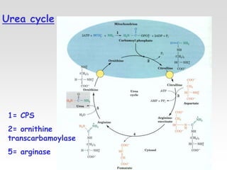 Urea Process Metabolism System Optimization RS -B-2.pdf