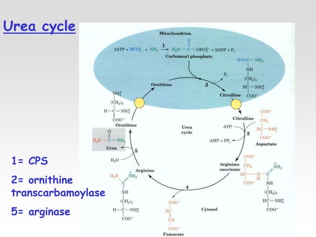Urea Process Metabolism System Optimization RS -B-2.pdf
