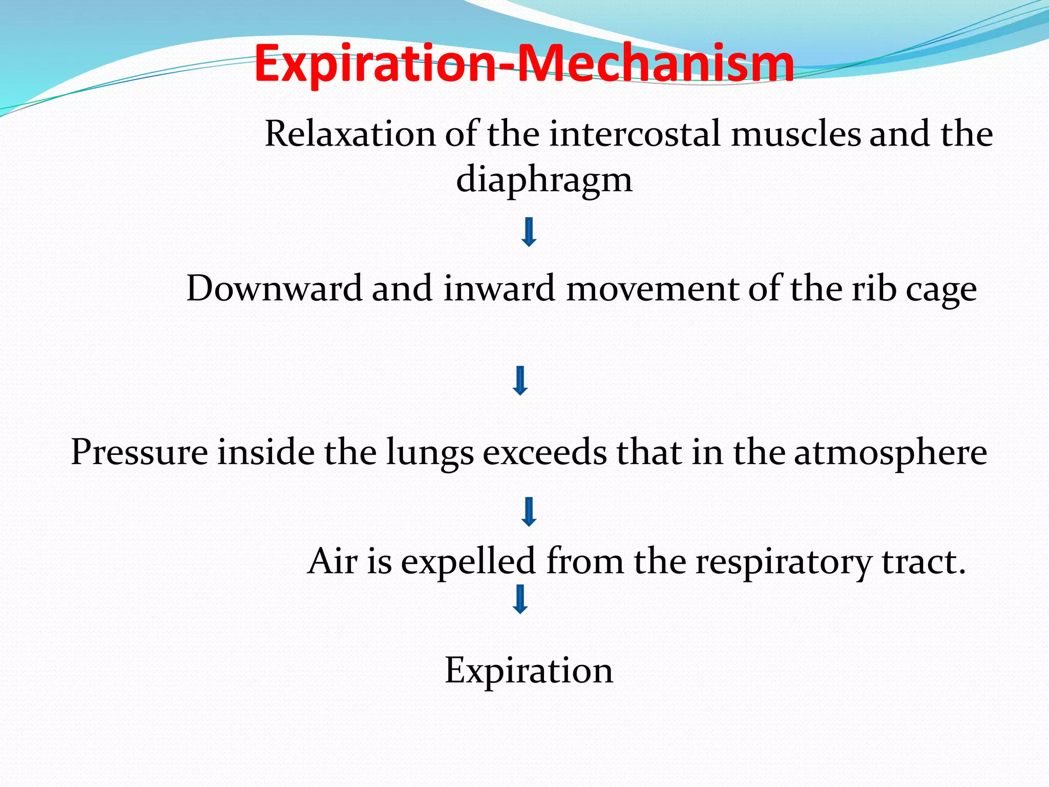 Mechanism of Respiration | PPTX