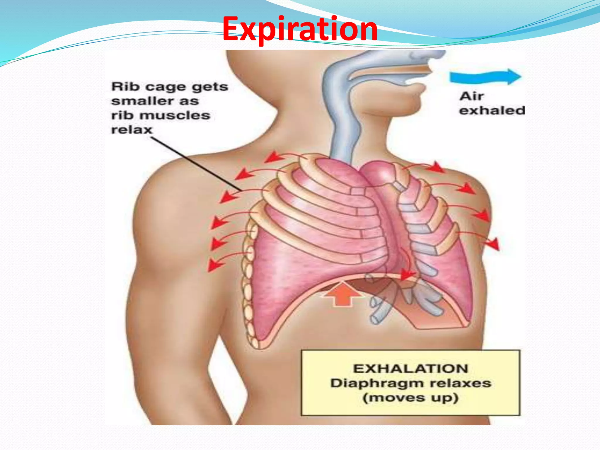 Mechanism of Respiration | PPTX