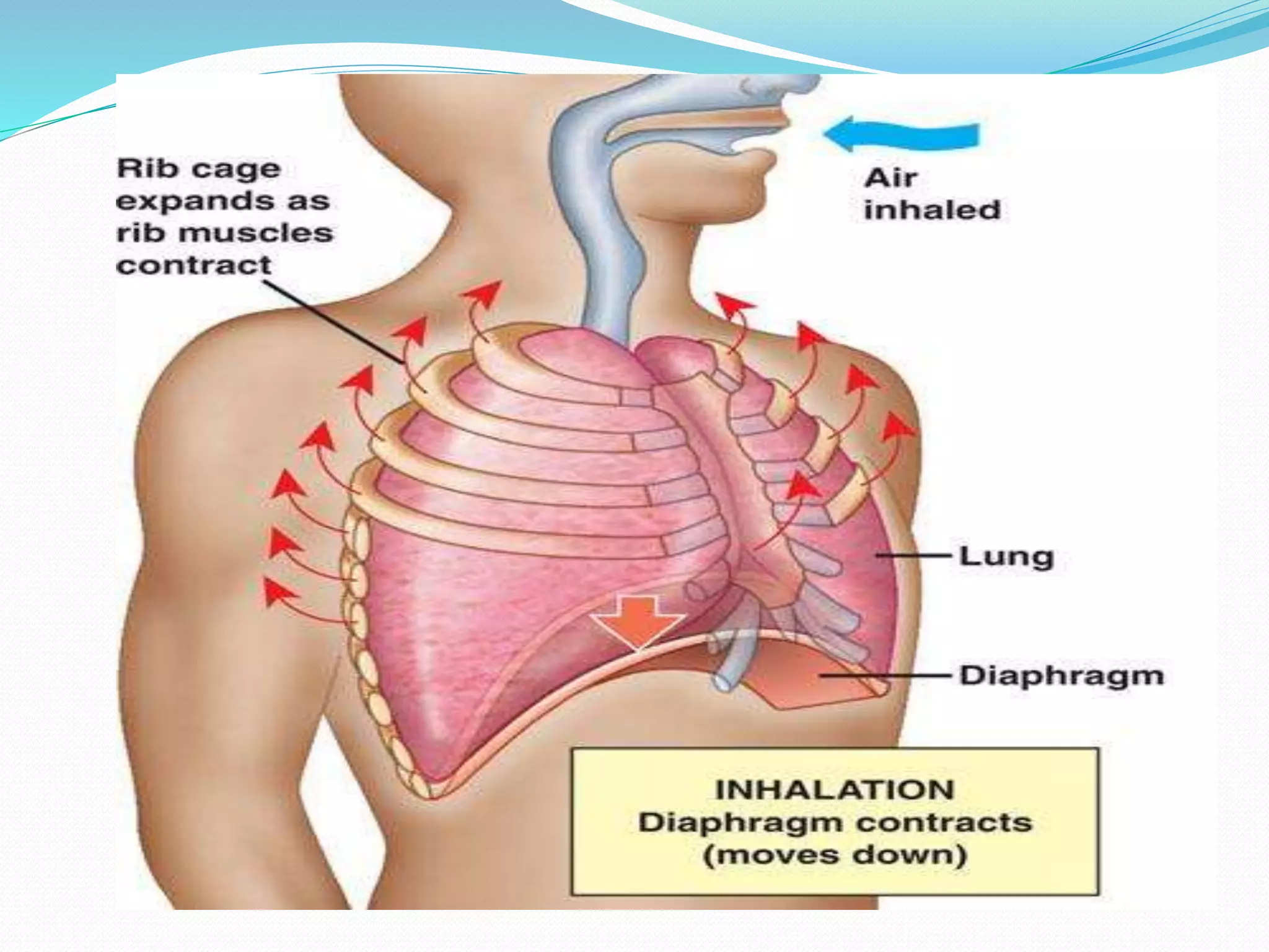 Mechanism of Respiration | PPTX