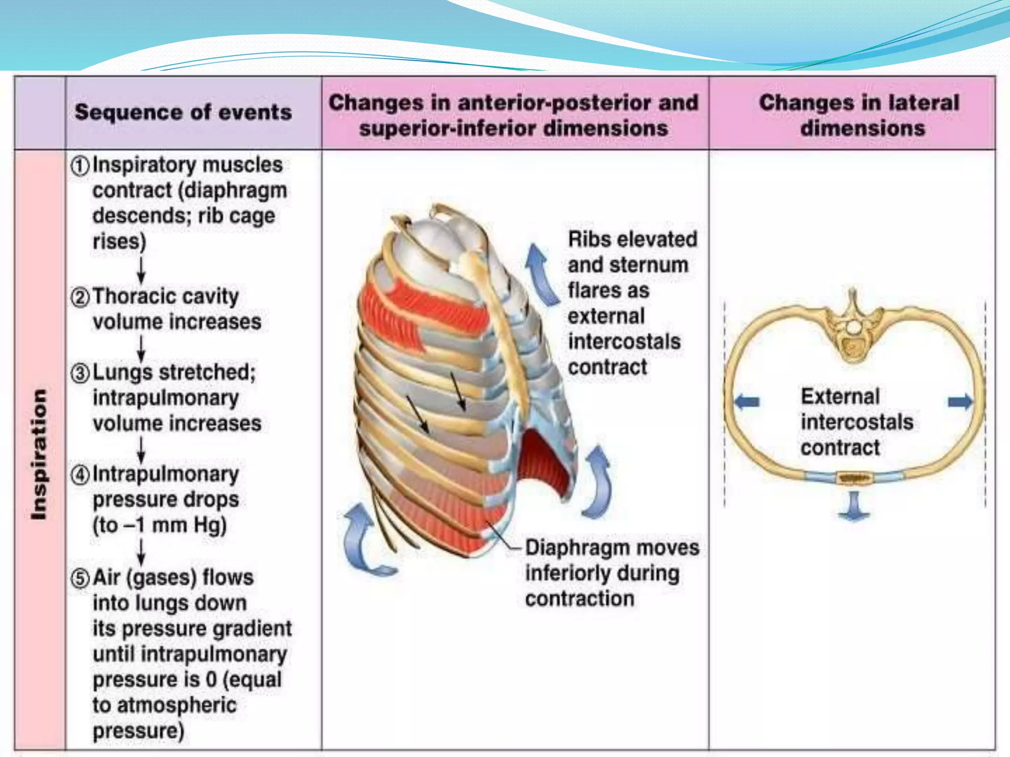 Mechanism of Respiration | PPTX