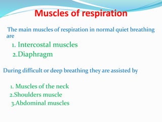 Mechanism of Respiration | PPTX