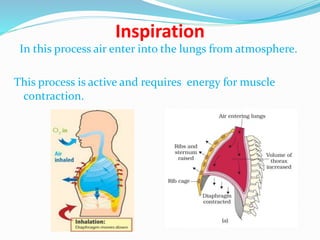 Mechanism of Respiration | PPTX
