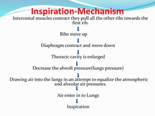 Mechanism of Respiration | PPTX