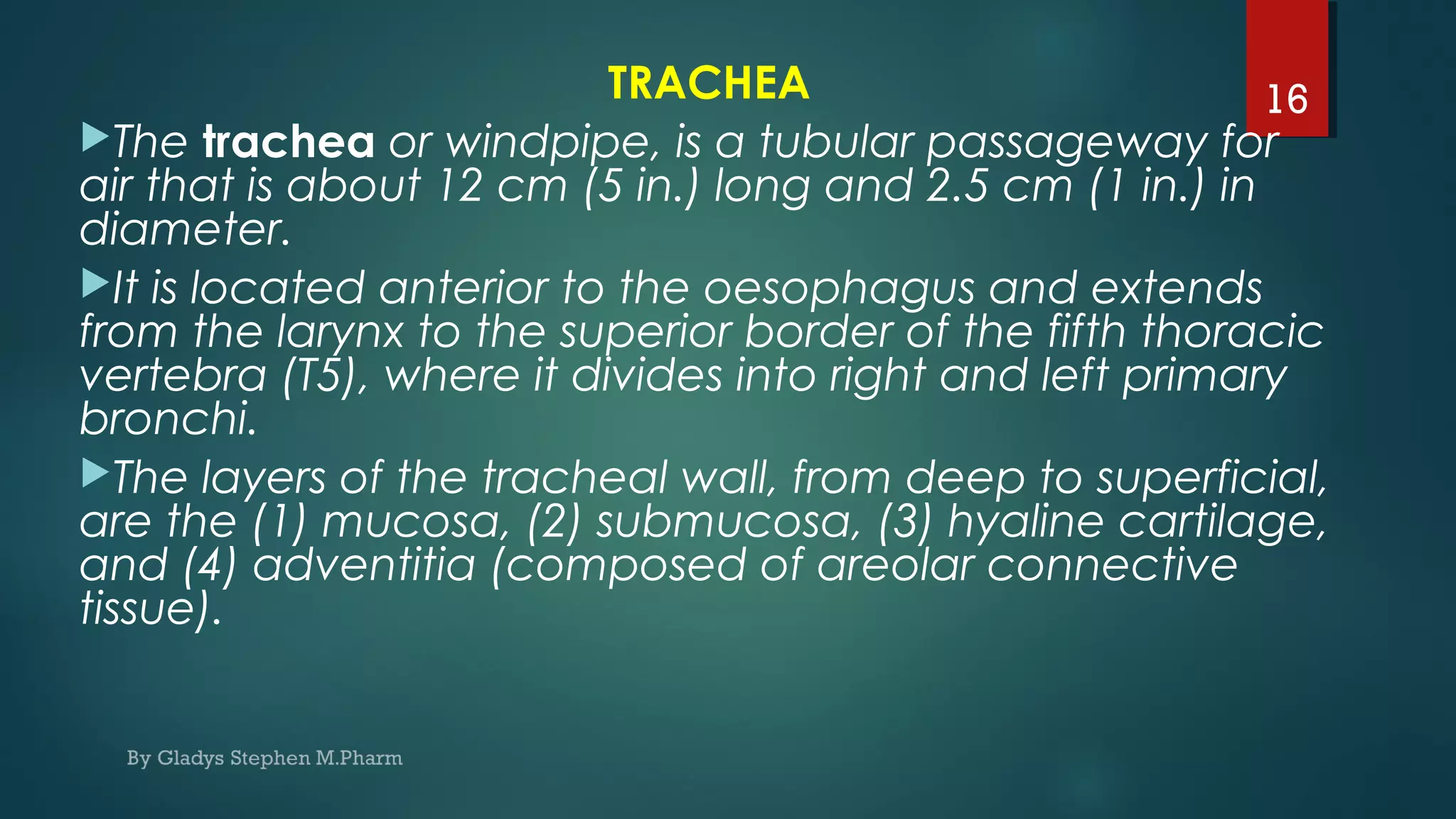 Human Respiratry system | PPT