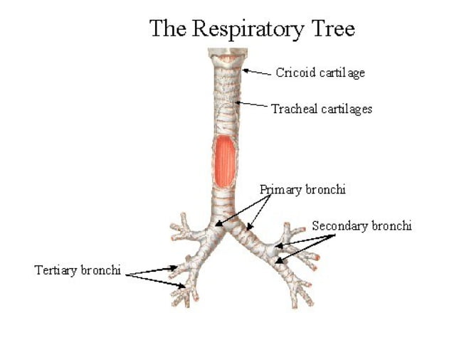 RESPIRATORY SYSTEM: INTRODUCTION, ATELECTASIS, ARDS | PPT | Lung and ...
