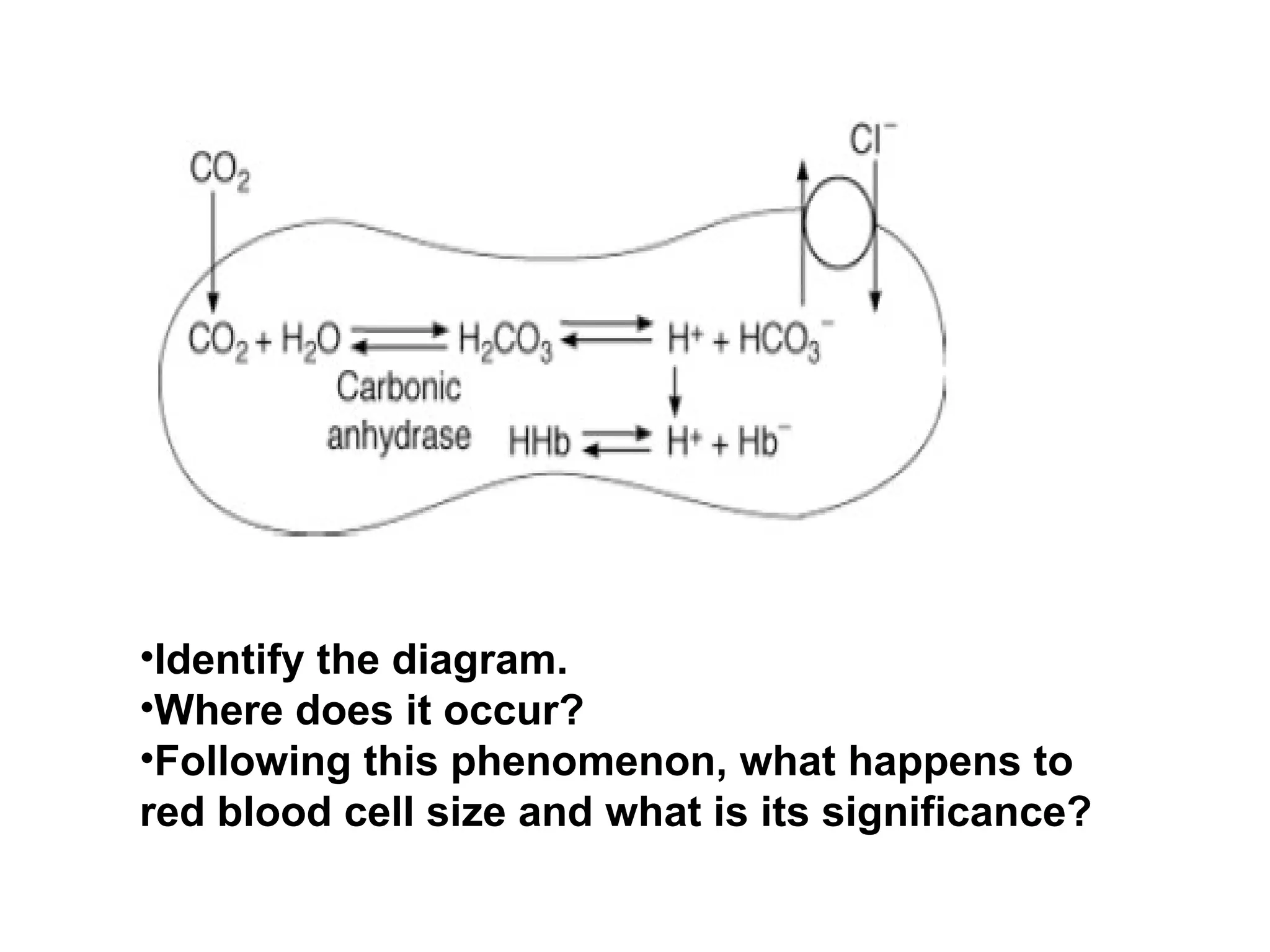 RS,CVS charts.ppt answers of cardiovascular system | PPT