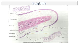 Respiratory System Histology - Epiglottis, Trachea, Lungs | PPT
