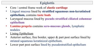 Respiratory System Histology - Epiglottis, Trachea, Lungs | PPT