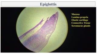 Respiratory System Histology - Epiglottis, Trachea, Lungs | PPT