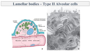 Respiratory System Histology - Epiglottis, Trachea, Lungs | PPT