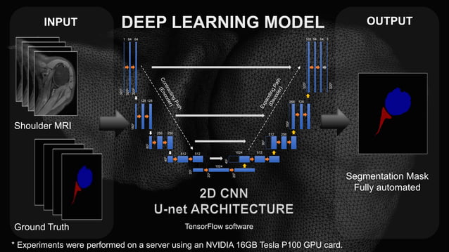 "Fully Automated MRI Bone Segmentation of Glenoid and Humeral Head using Deep Convolutional ...