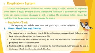 Respiratory system of pigeon | PPTX