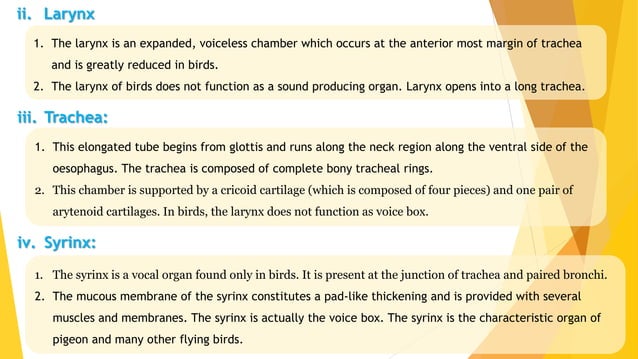 Respiratory system of pigeon | PPT