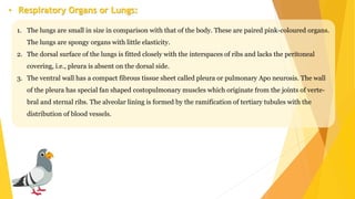 Respiratory system of pigeon | PPT