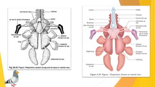 Respiratory system of pigeon | PPTX