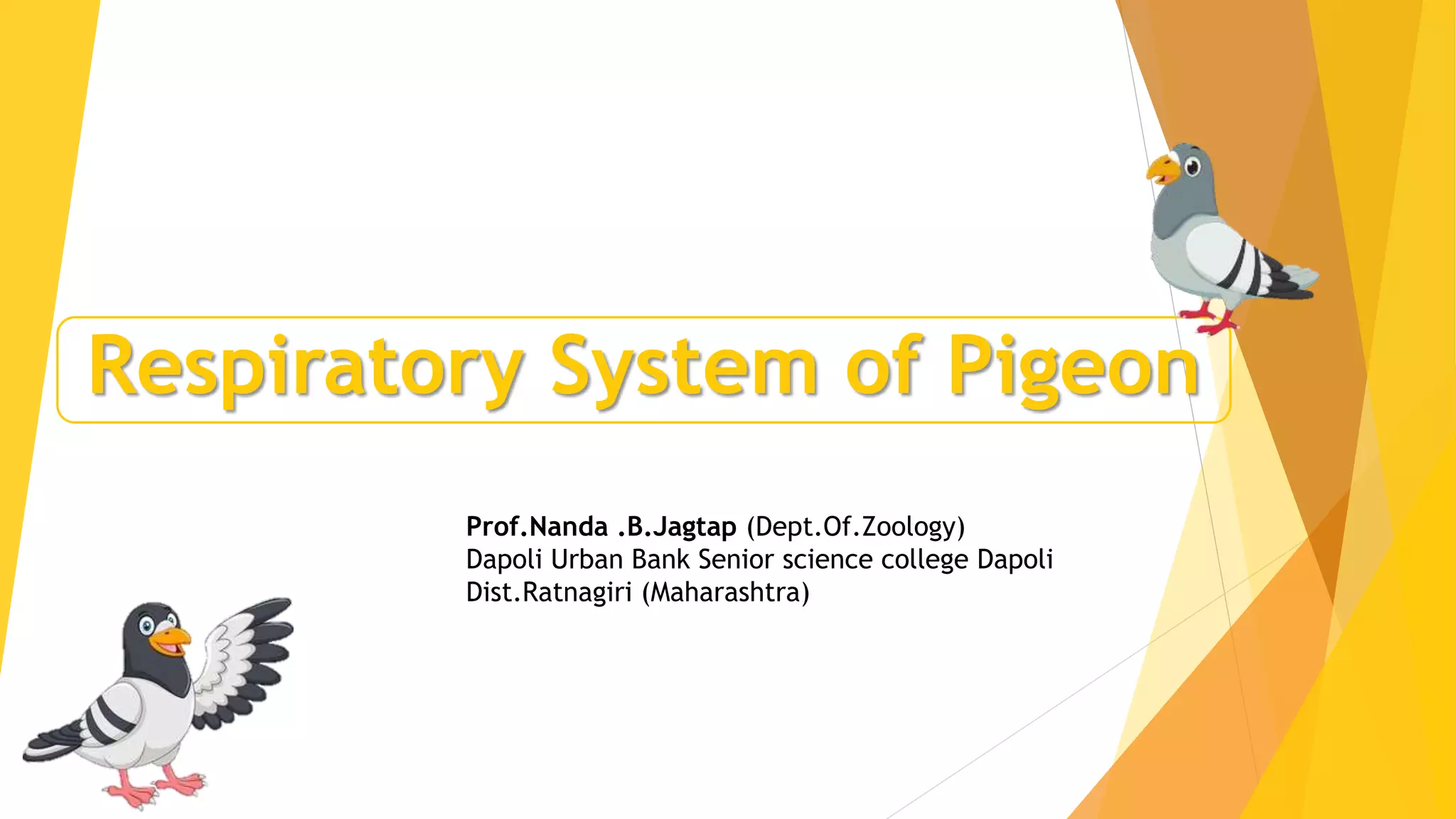 Respiratory system of pigeon | PPTX