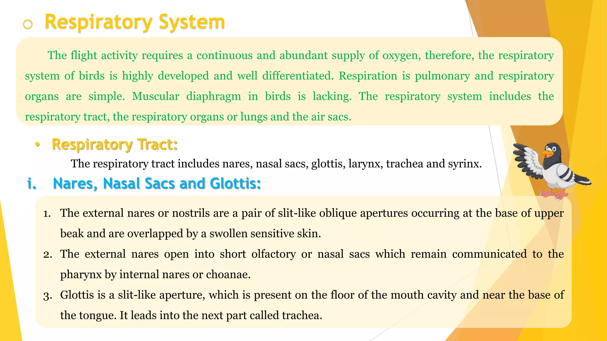 Respiratory system of pigeon | PPTX