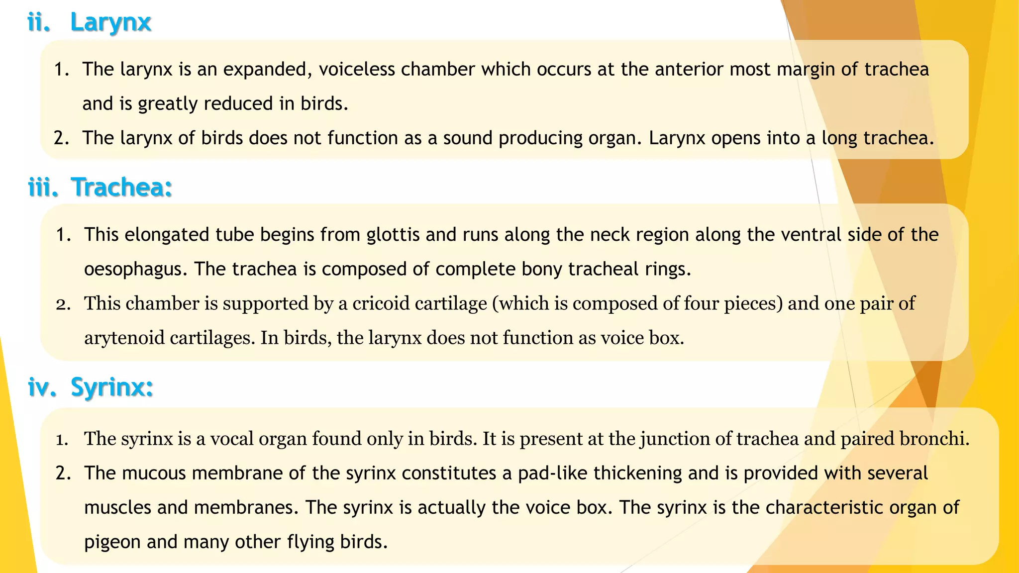 Respiratory system of pigeon | PPTX