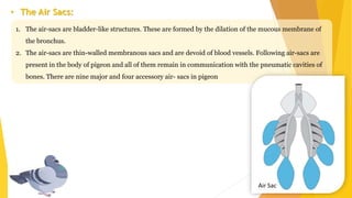 Respiratory system of pigeon | PPTX