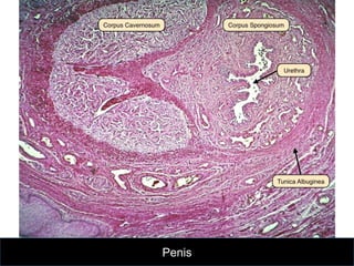 Histological aspect of Male Reproductive System | PPT