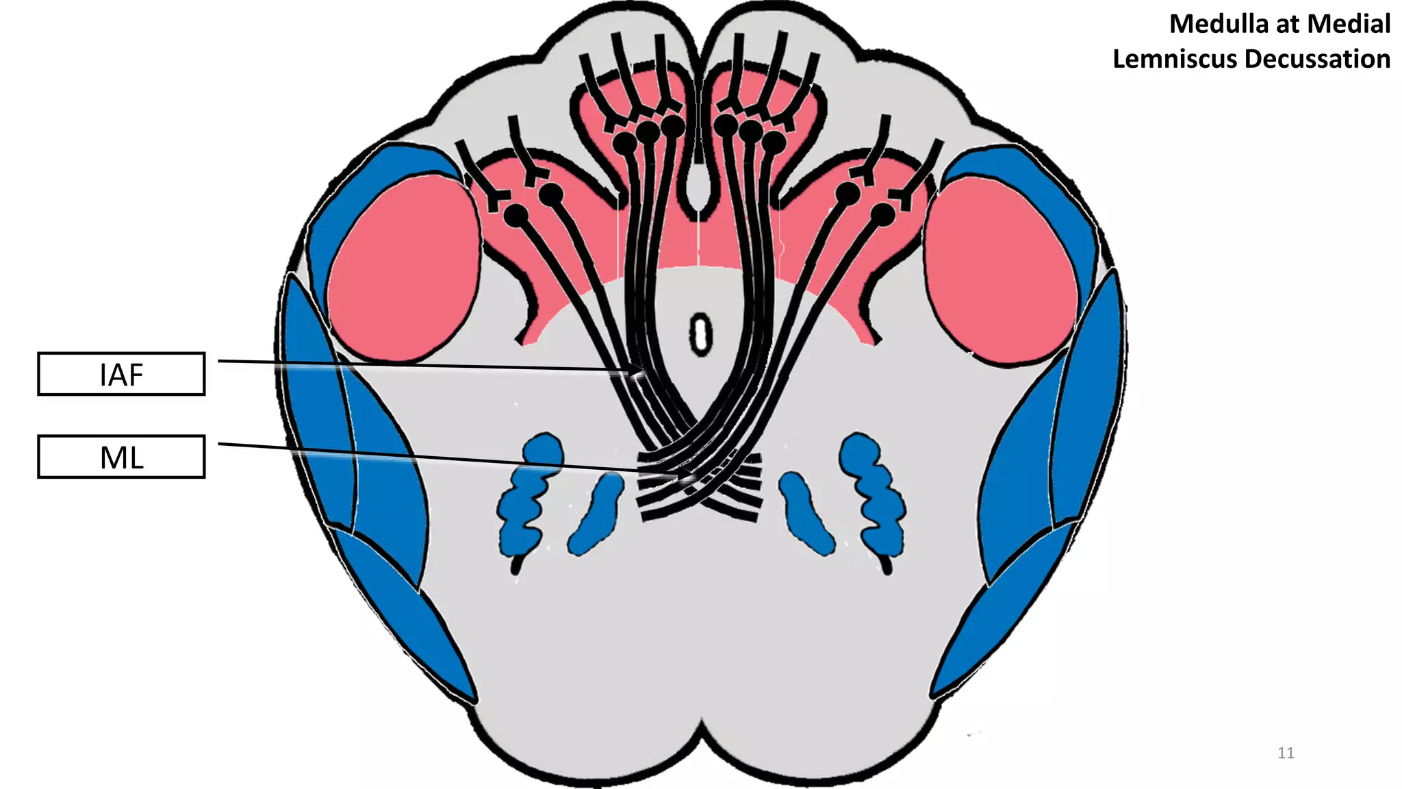 Sectional Anatomy of the Brain Stem | PPTX