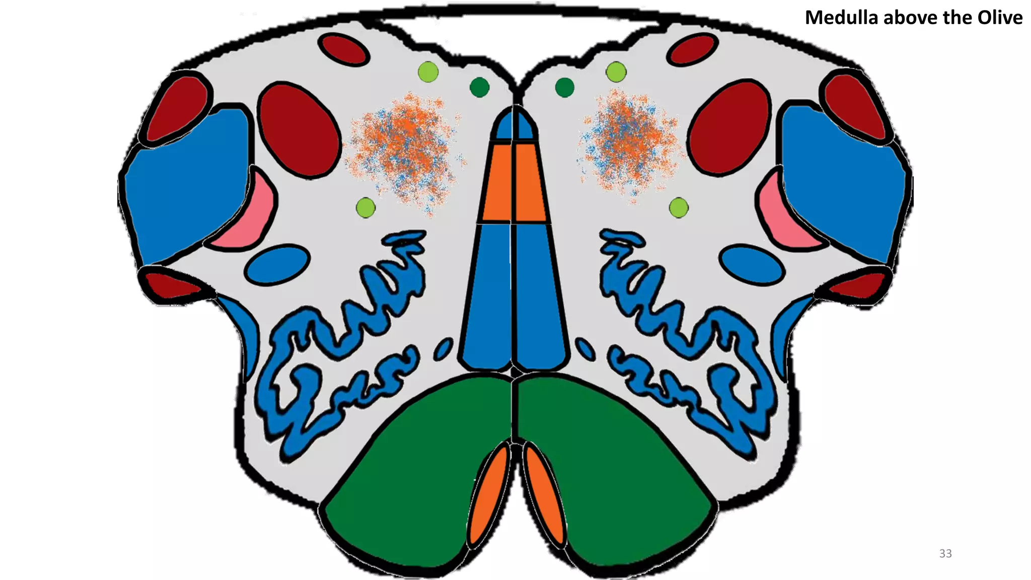 Sectional Anatomy of the Brain Stem | PPTX