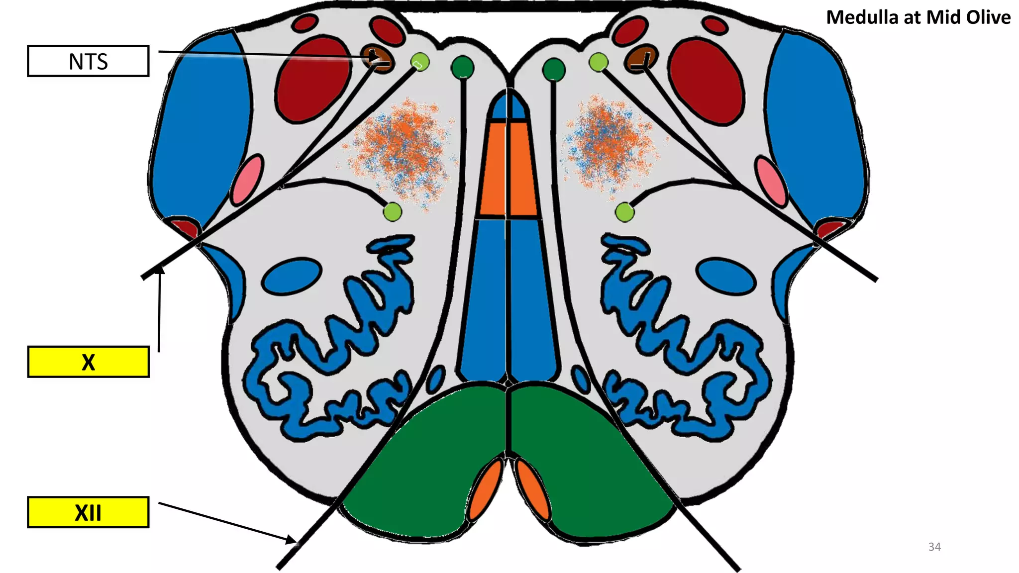 Sectional Anatomy of the Brain Stem | PPTX