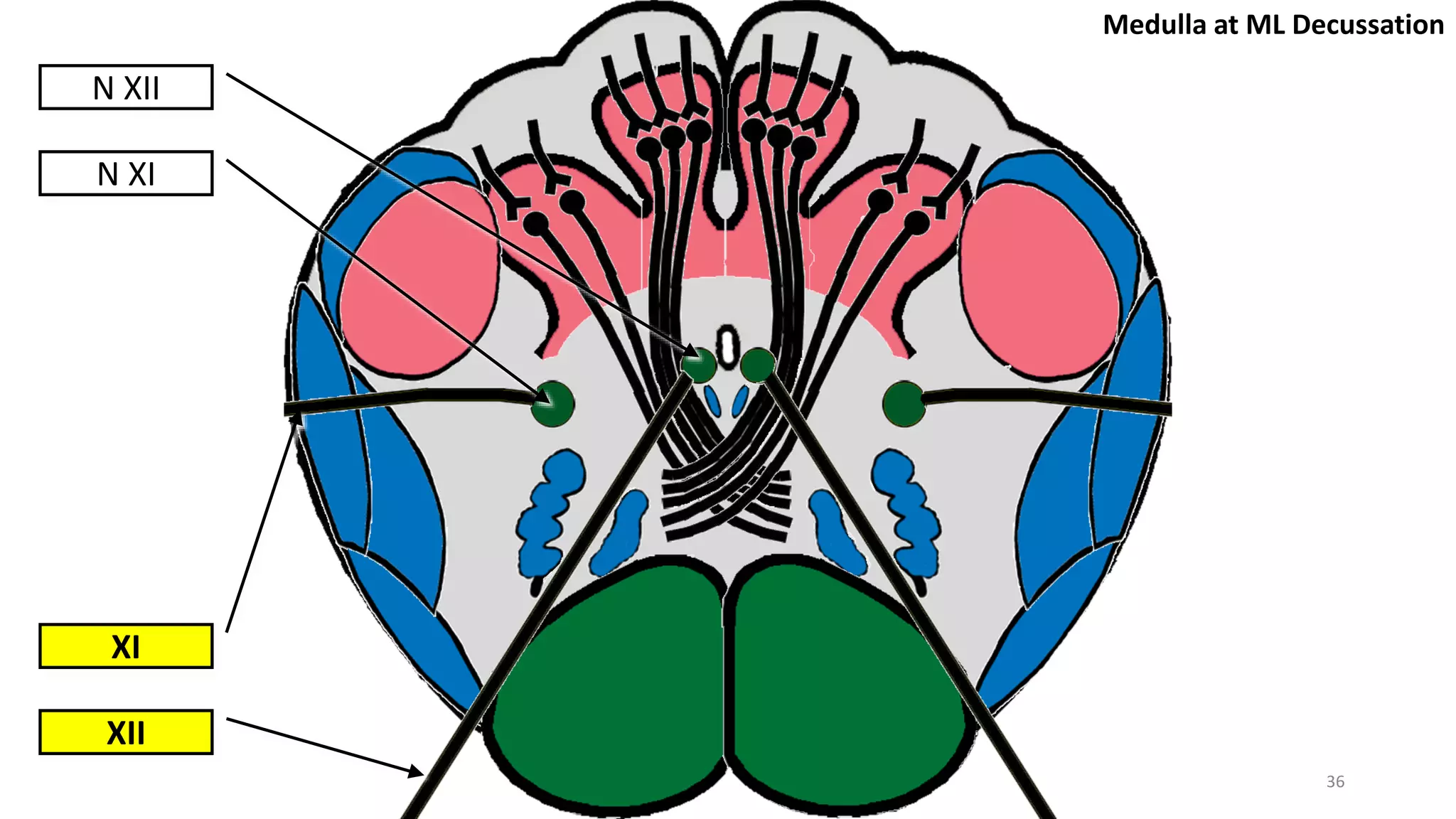 Sectional Anatomy of the Brain Stem | PPTX