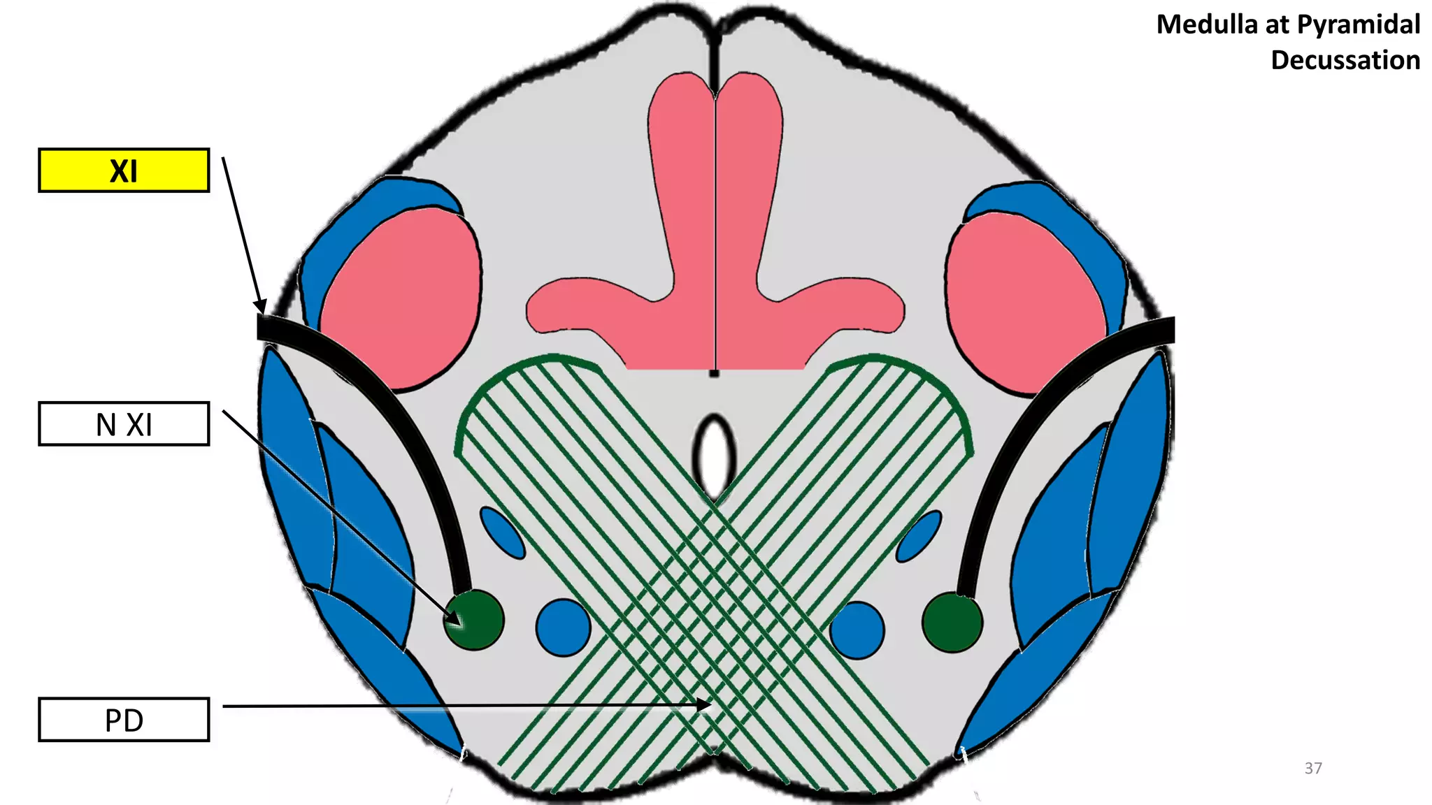 Sectional Anatomy of the Brain Stem | PPTX
