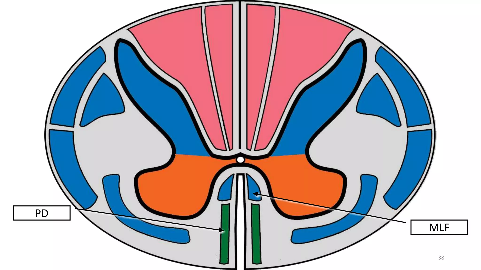 Sectional Anatomy of the Brain Stem | PPTX