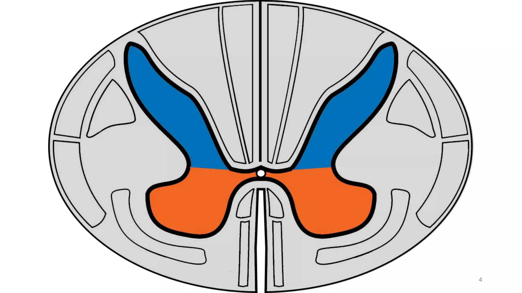 Sectional Anatomy of the Brain Stem | PPTX