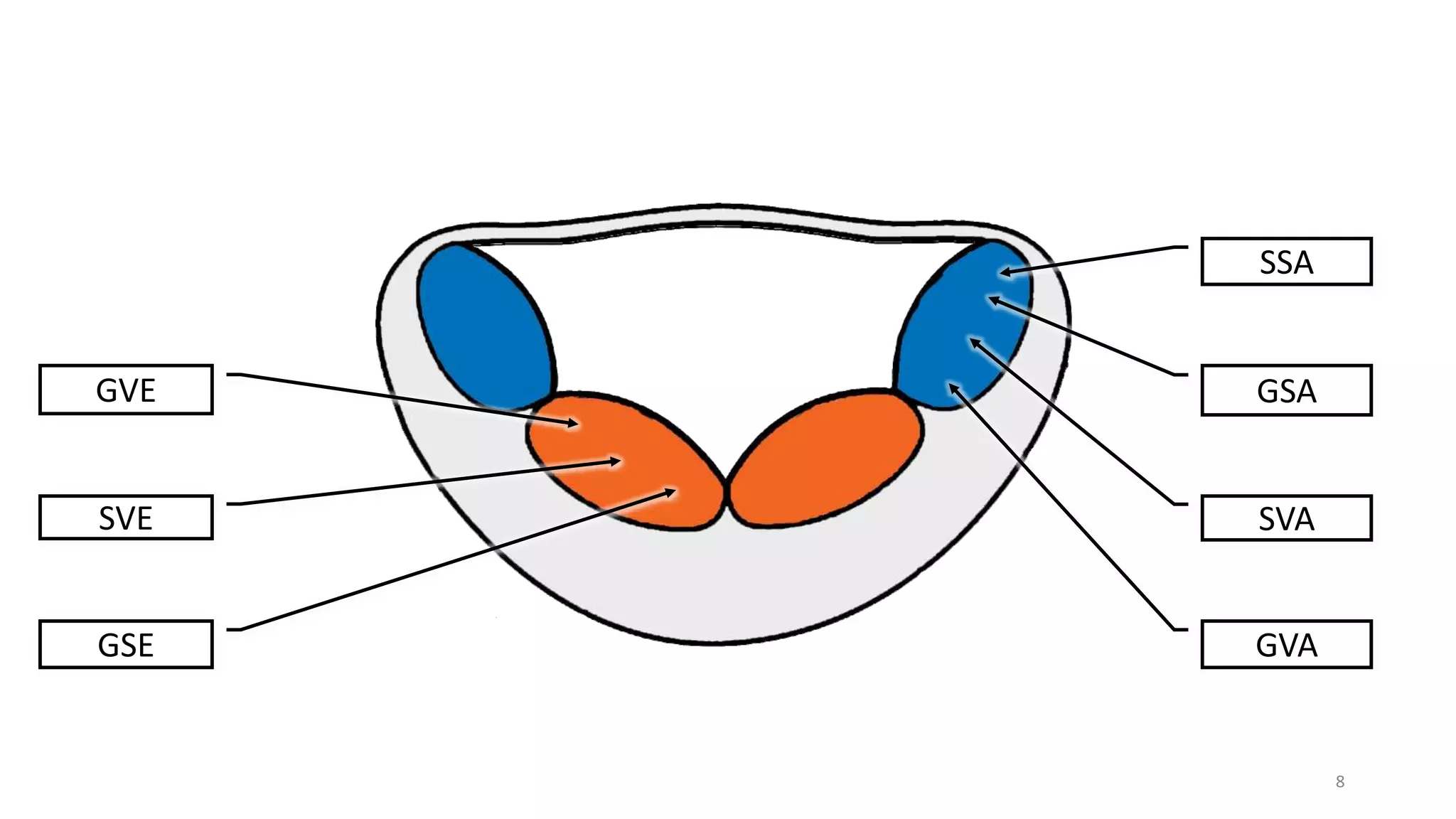 Sectional Anatomy of the Brain Stem | PPTX