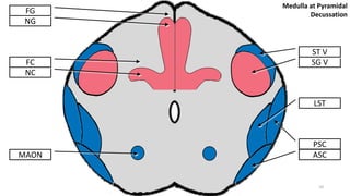 Sectional Anatomy of the Brain Stem | PPTX