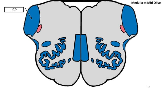 Sectional Anatomy of the Brain Stem | PPT