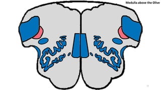 Sectional Anatomy of the Brain Stem | PPTX