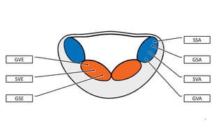 Sectional Anatomy of the Brain Stem | PPTX