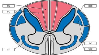 Sectional Anatomy of the Brain Stem | PPTX
